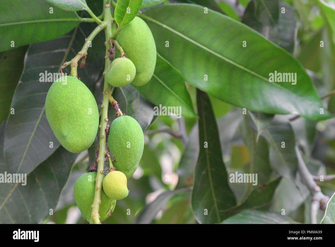Mango bunch Select focus with shallow depth of field with copy space ...