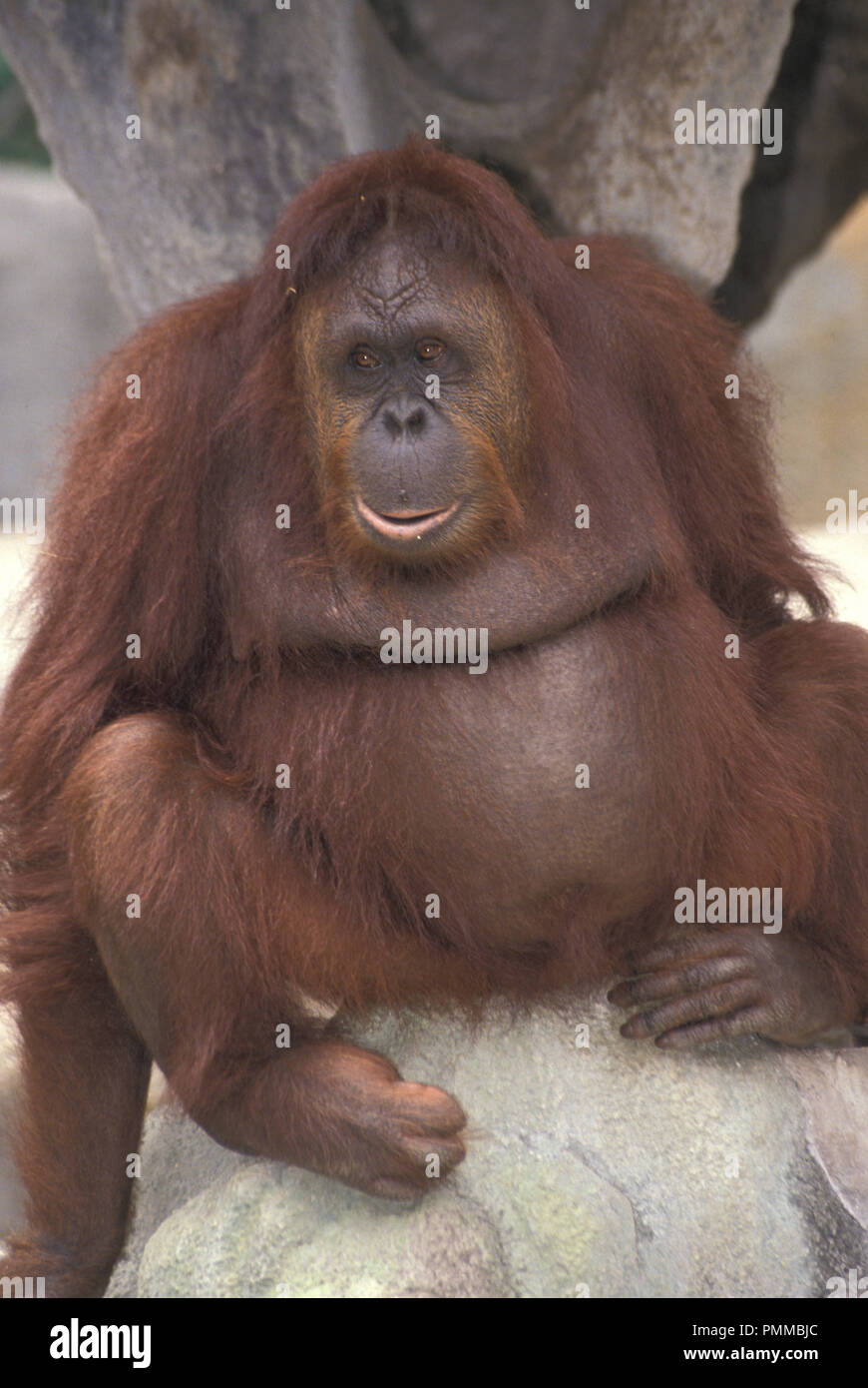 NOT 800001 ORANGUTAN Pongo pygmaeus native to Indonesia and Malaysia ...