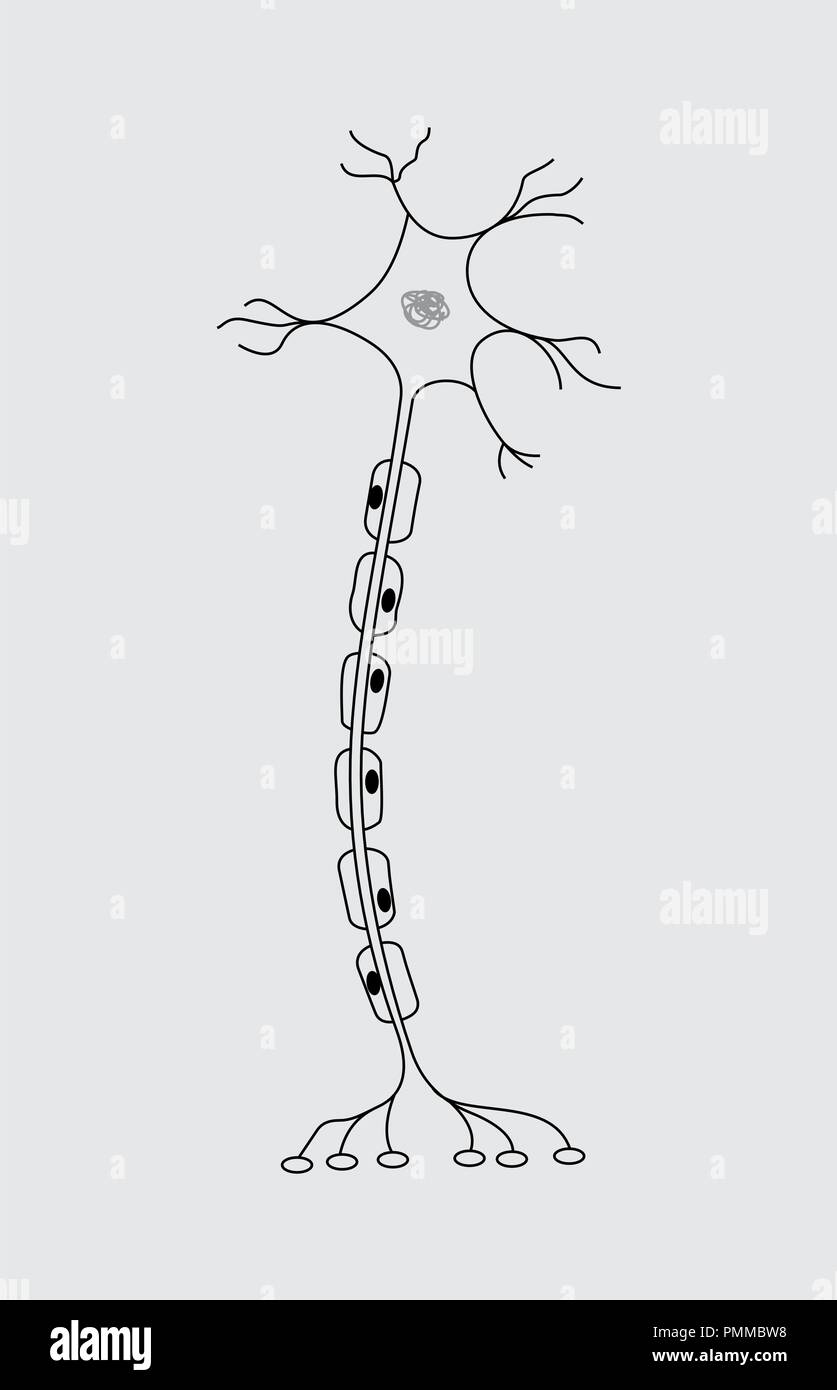 Neuron diagram hi-res stock photography and images - Alamy