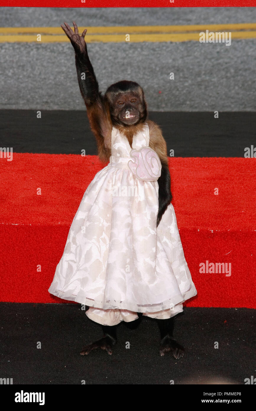 Crystal the Monkey at the Premiere of Warner Brothers Pictures' "The ...