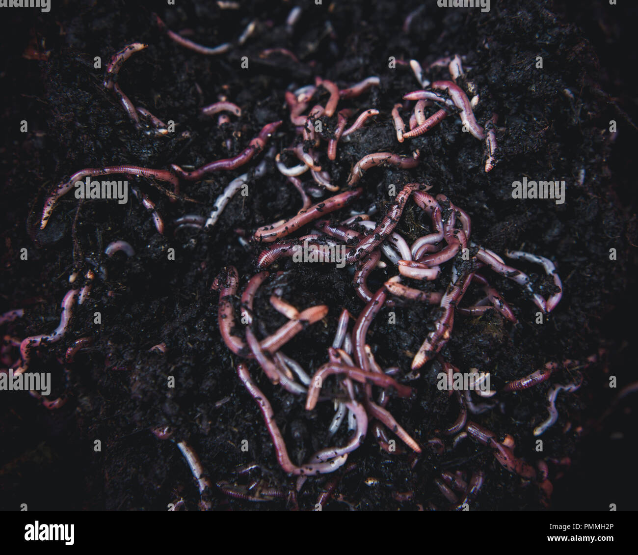 Earthworms or night crawlers in rich dark soil Stock Photo - Alamy