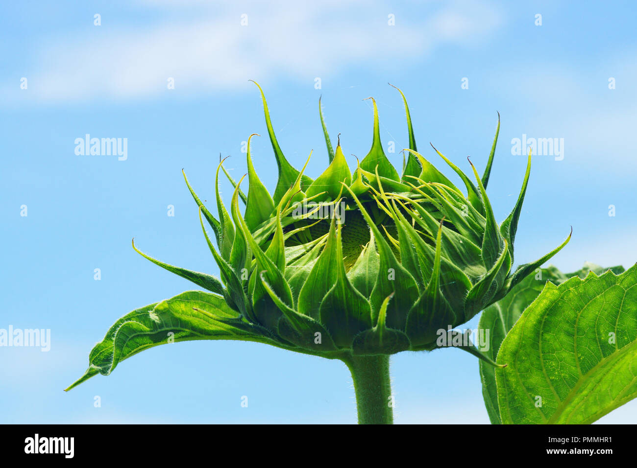 Sunflower before Blooming Stock Photo - Alamy