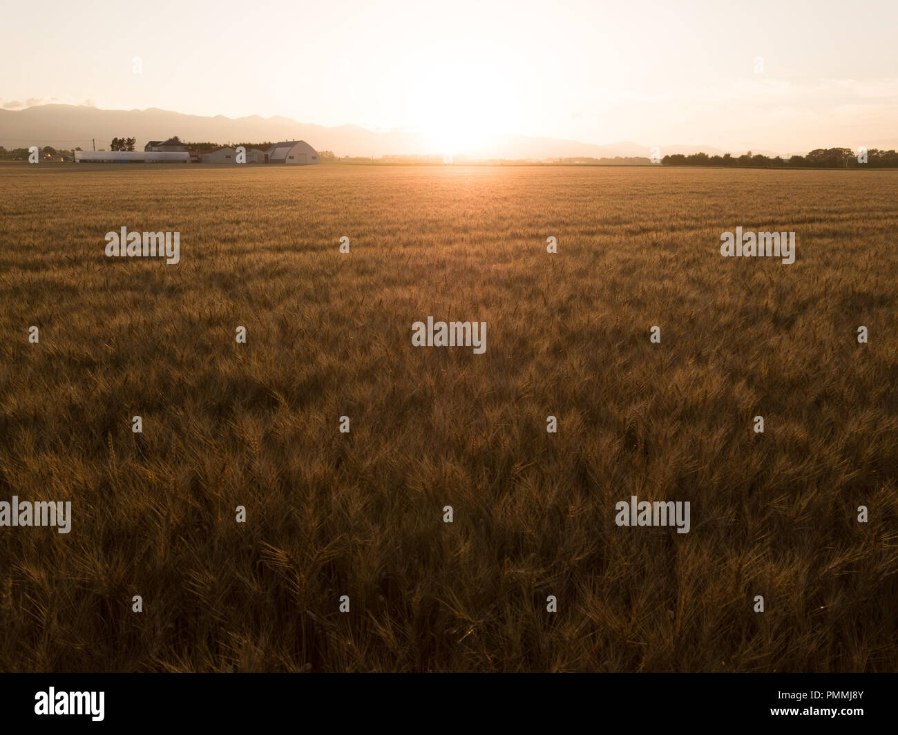 Wheat Field and Sunset Stock Photo - Alamy
