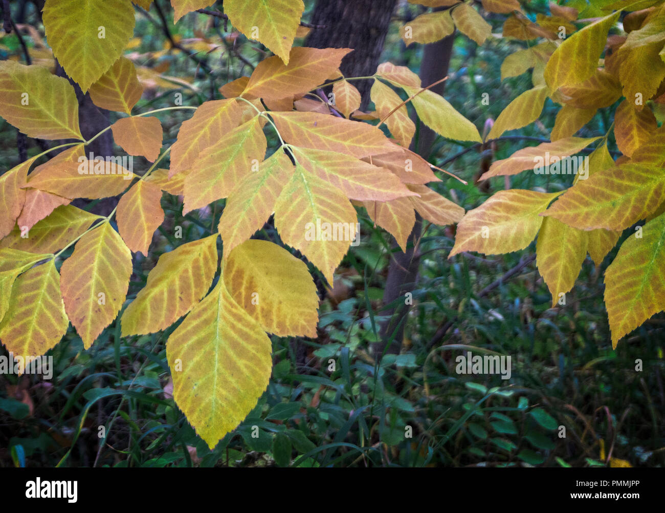 Edworthy park environment hi-res stock photography and images - Alamy