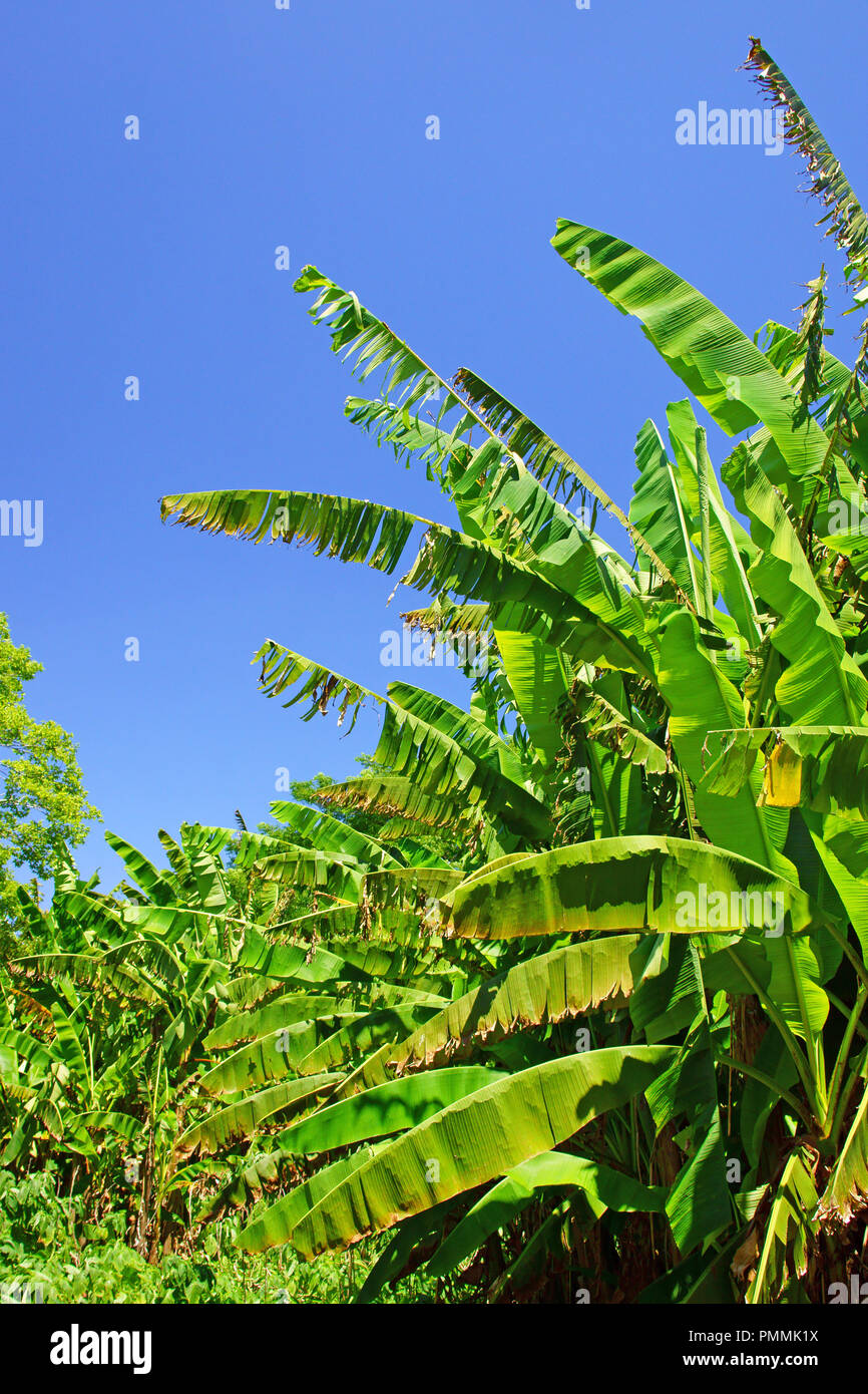Lake Ezu, Kumamo Prefecture, Japan Stock Photo - Alamy