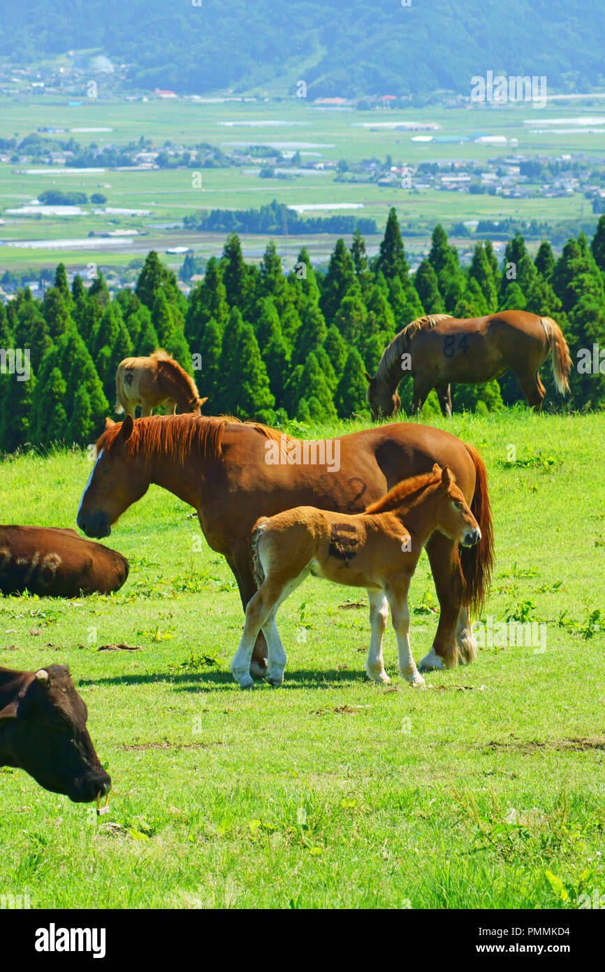 Ranch in Aso, Kumamo Prefecture, Japan Stock Photo - Alamy