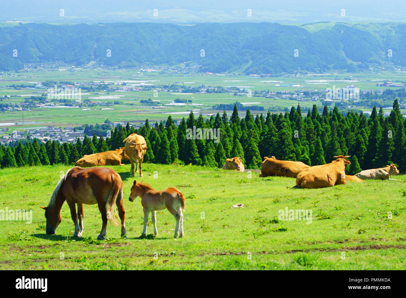 Ranch in Aso, Kumamo Prefecture, Japan Stock Photo - Alamy