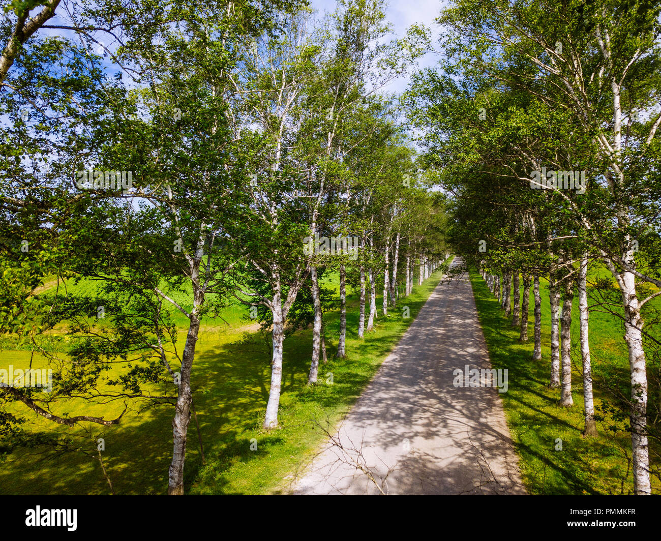 Aerial Phography of Tree line Stock Photo - Alamy