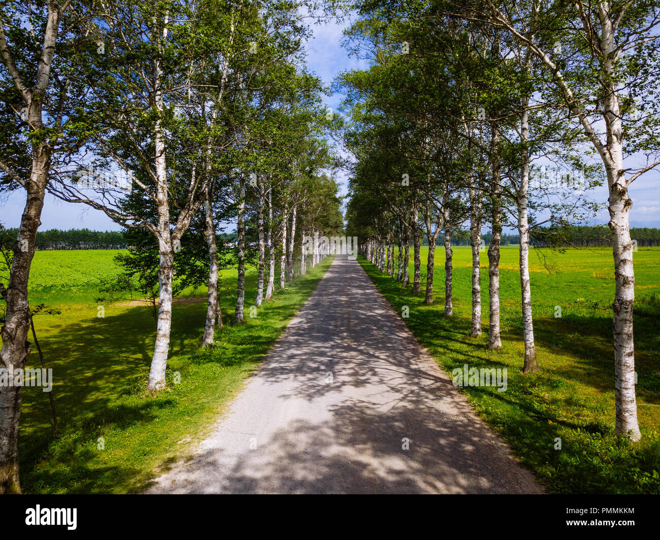 Aerial Phography of Tree line Stock Photo - Alamy