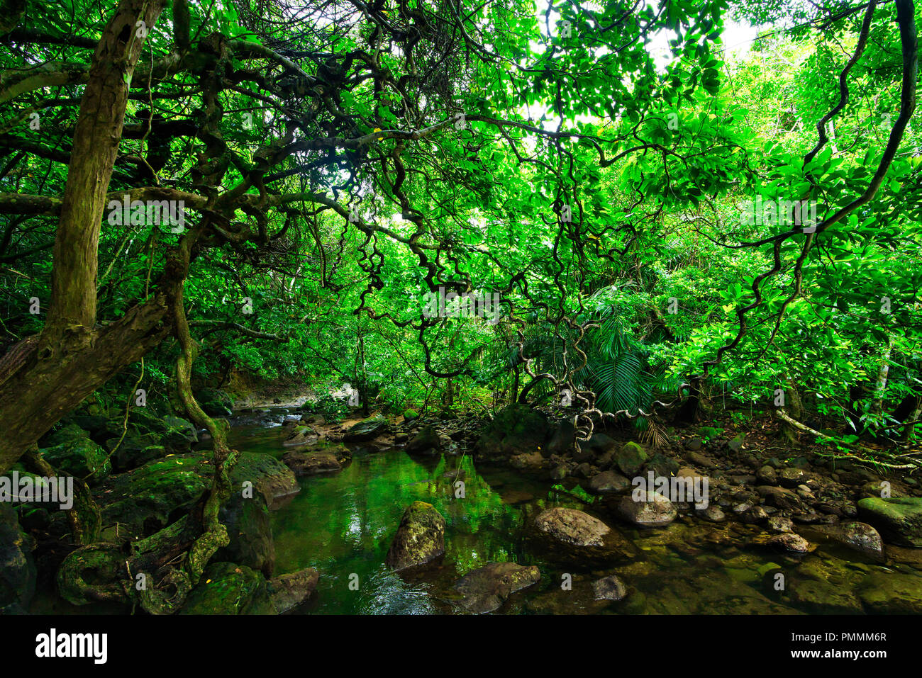 Jungle in Iriomote Island, Okinawa Prefecture, Japan Stock Photo - Alamy