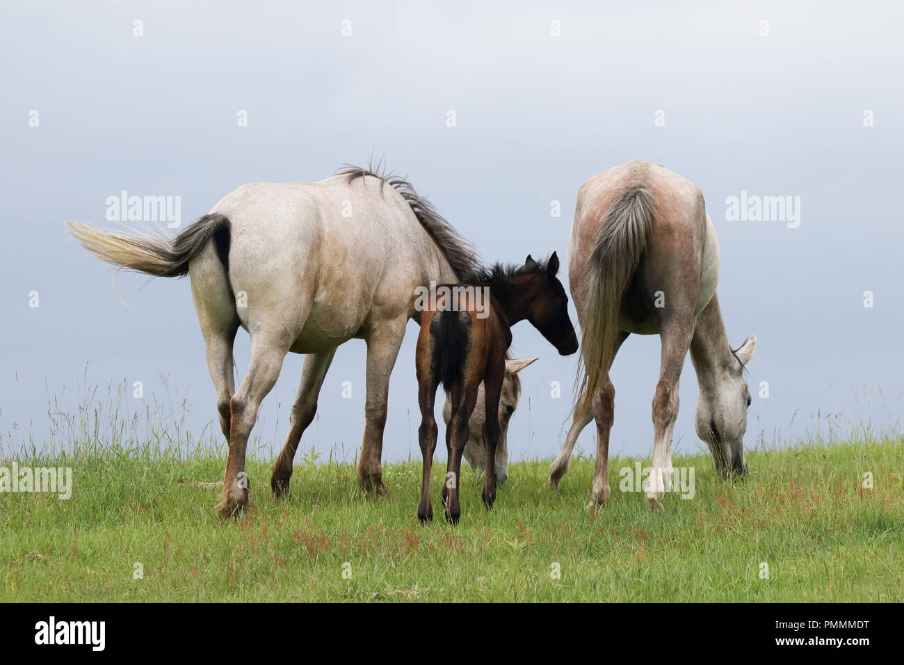 Ranch in Hokkaido Stock Photo - Alamy