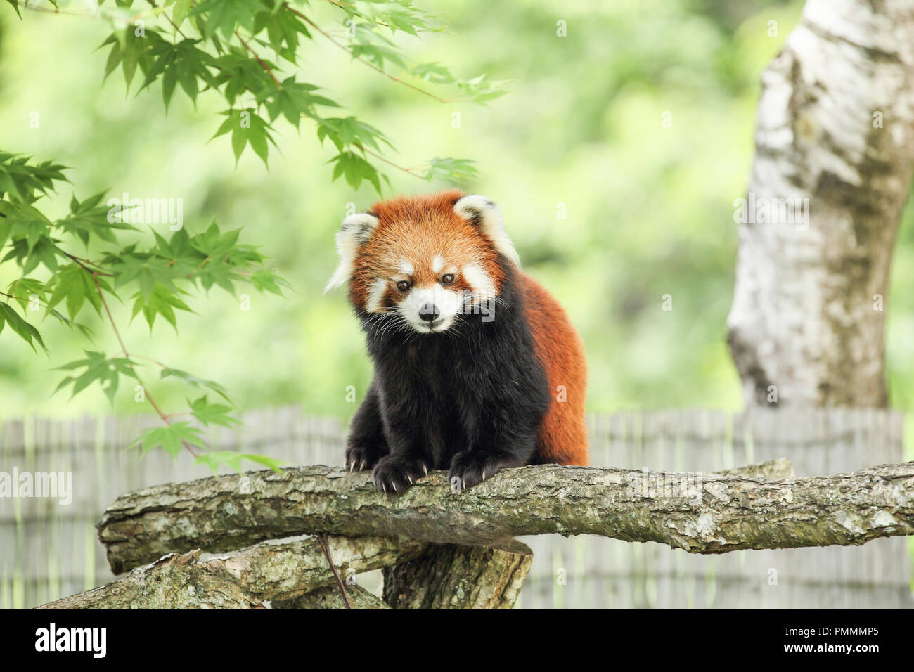 Panda climb up hi-res stock photography and images - Alamy