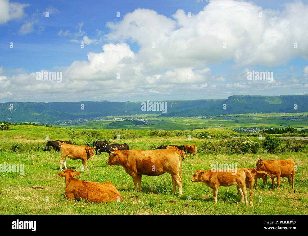 Aso cattle hi-res stock photography and images - Alamy