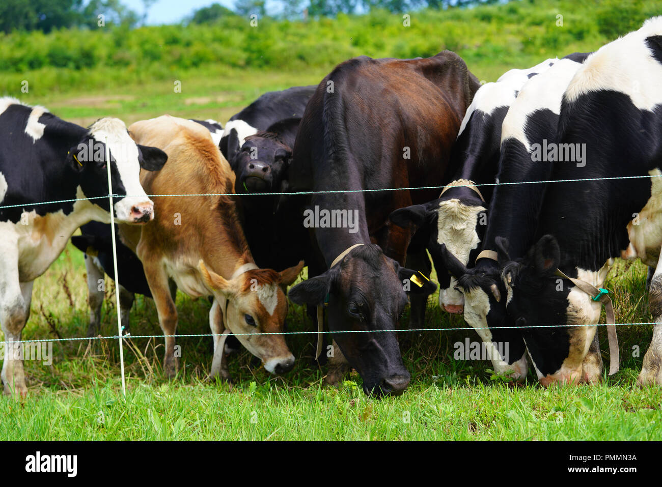 Cow in Ranch Stock Photo - Alamy