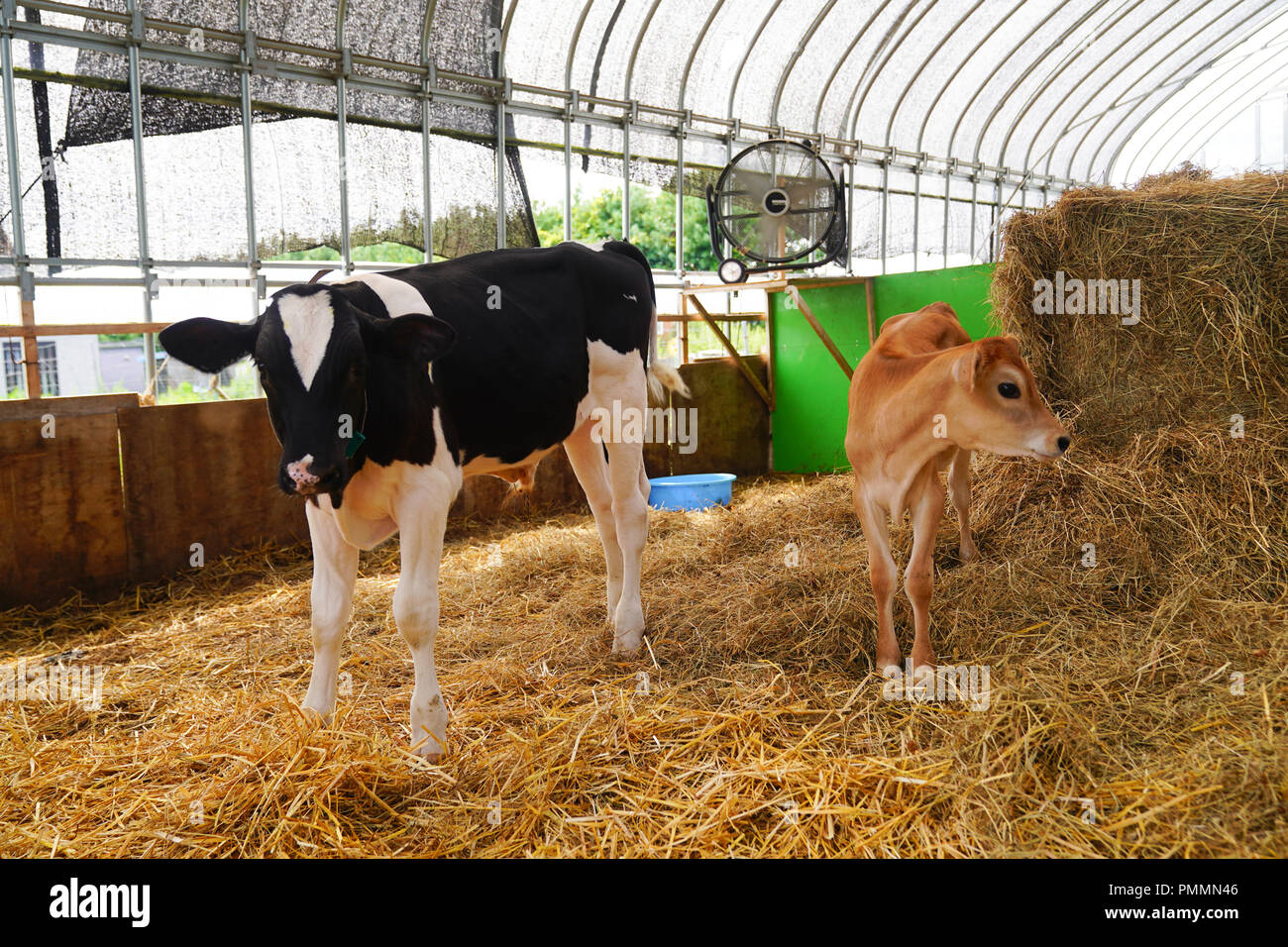 Cow in Ranch Stock Photo - Alamy