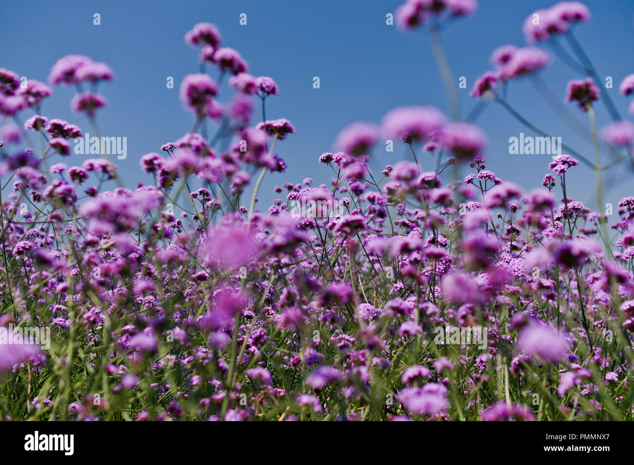 Verbena and Blue sky Stock Photo - Alamy