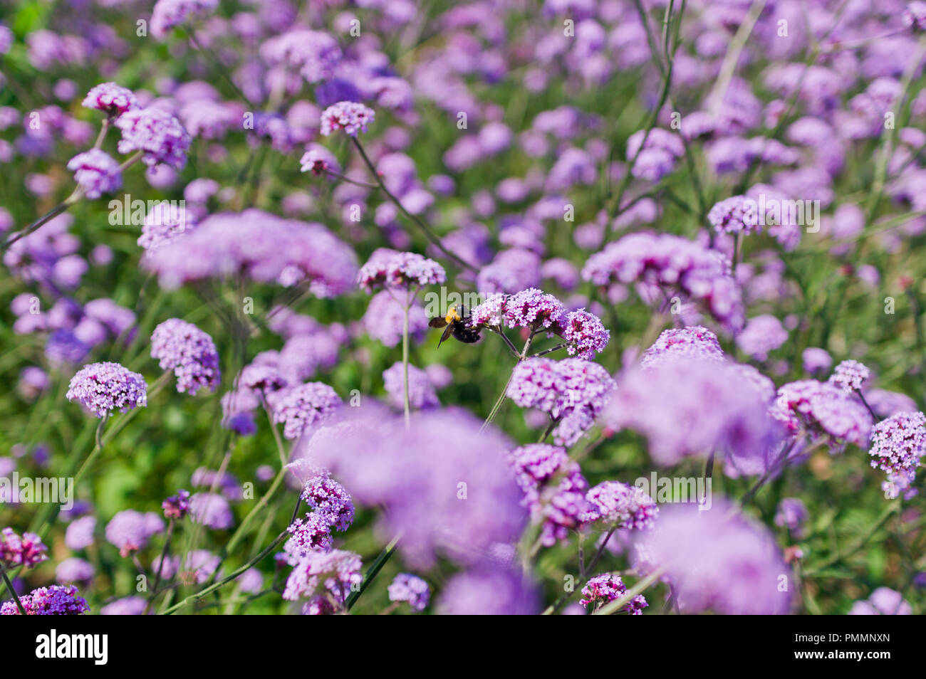 Verbena bee hi-res stock photography and images - Alamy