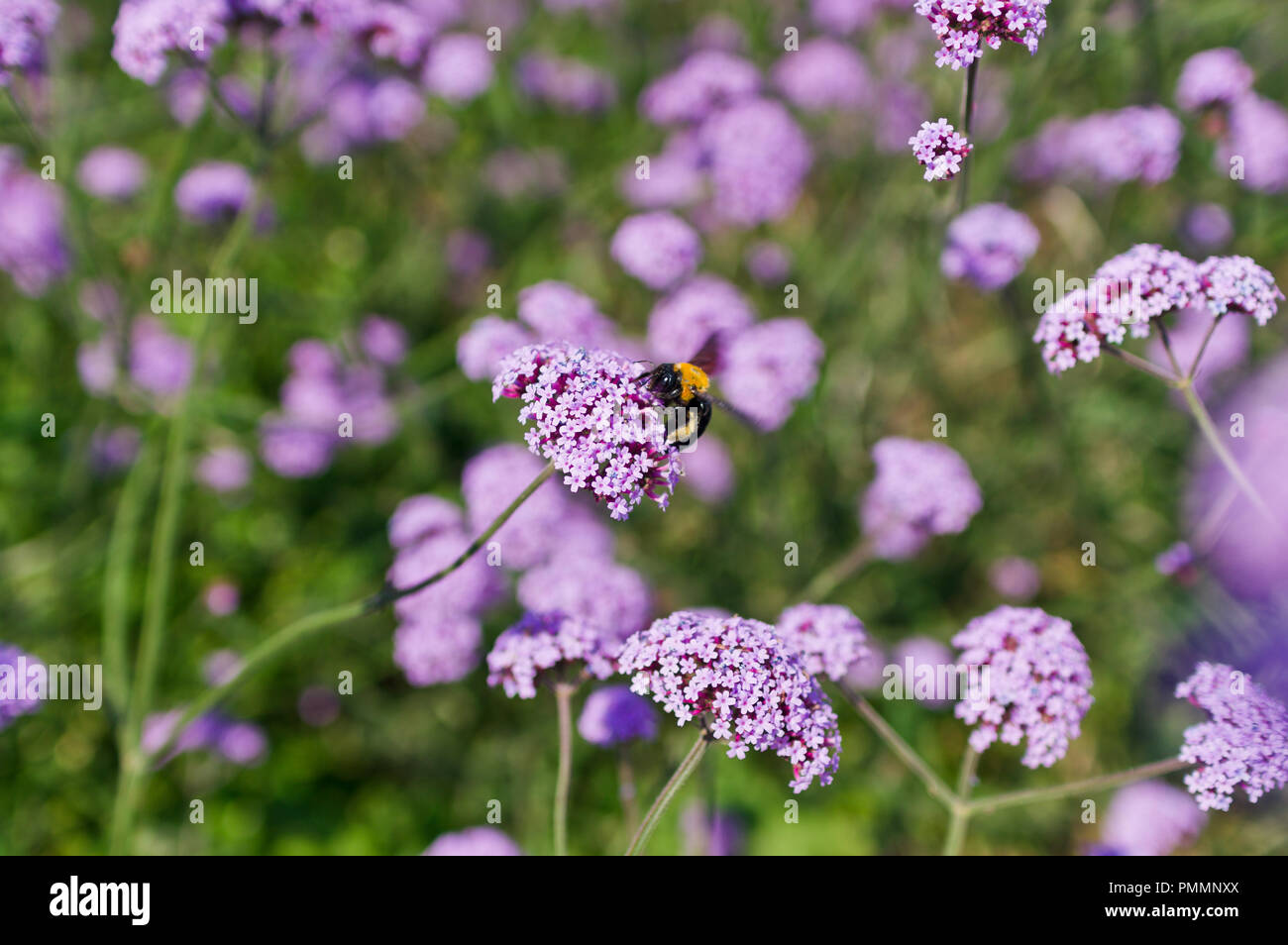 Verbena bee hi-res stock photography and images - Alamy