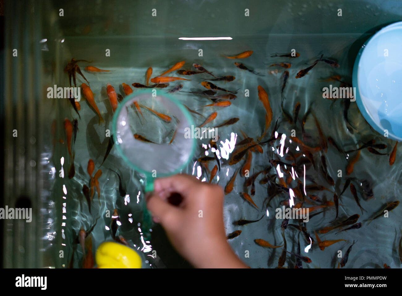 Goldfish Scooping High Resolution Stock Photography and Images - Alamy