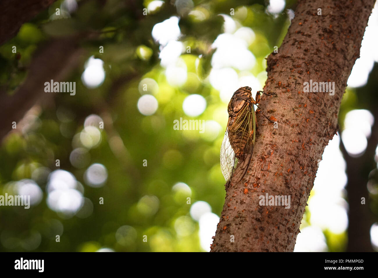 Sea cicada hi-res stock photography and images - Alamy