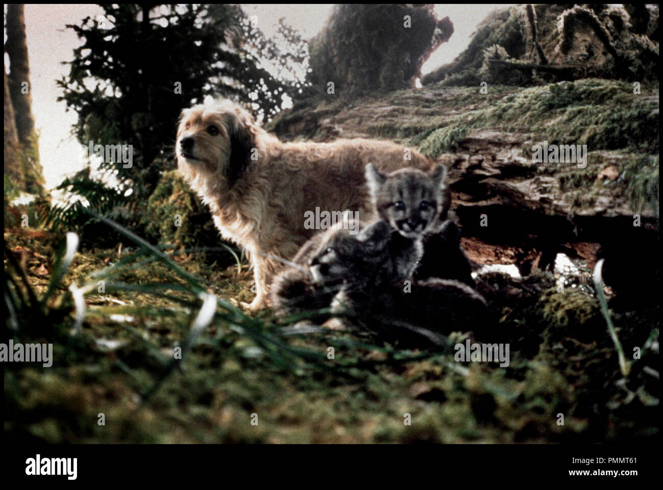 Benji The Hunted Stock Photos & Benji The Hunted Stock Images - Alamy