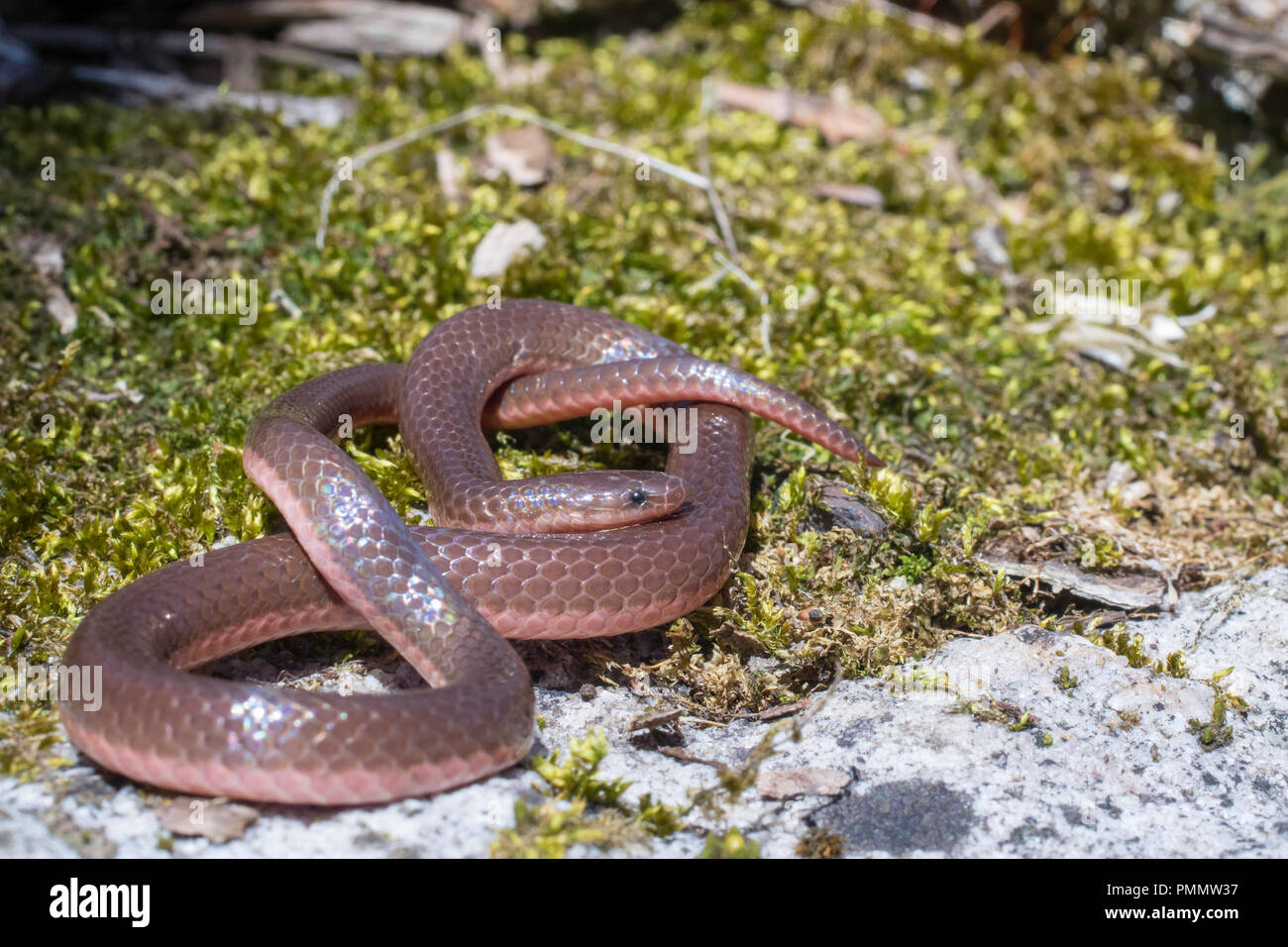Eastern worm snake - Carphophis amoenus Stock Photo - Alamy