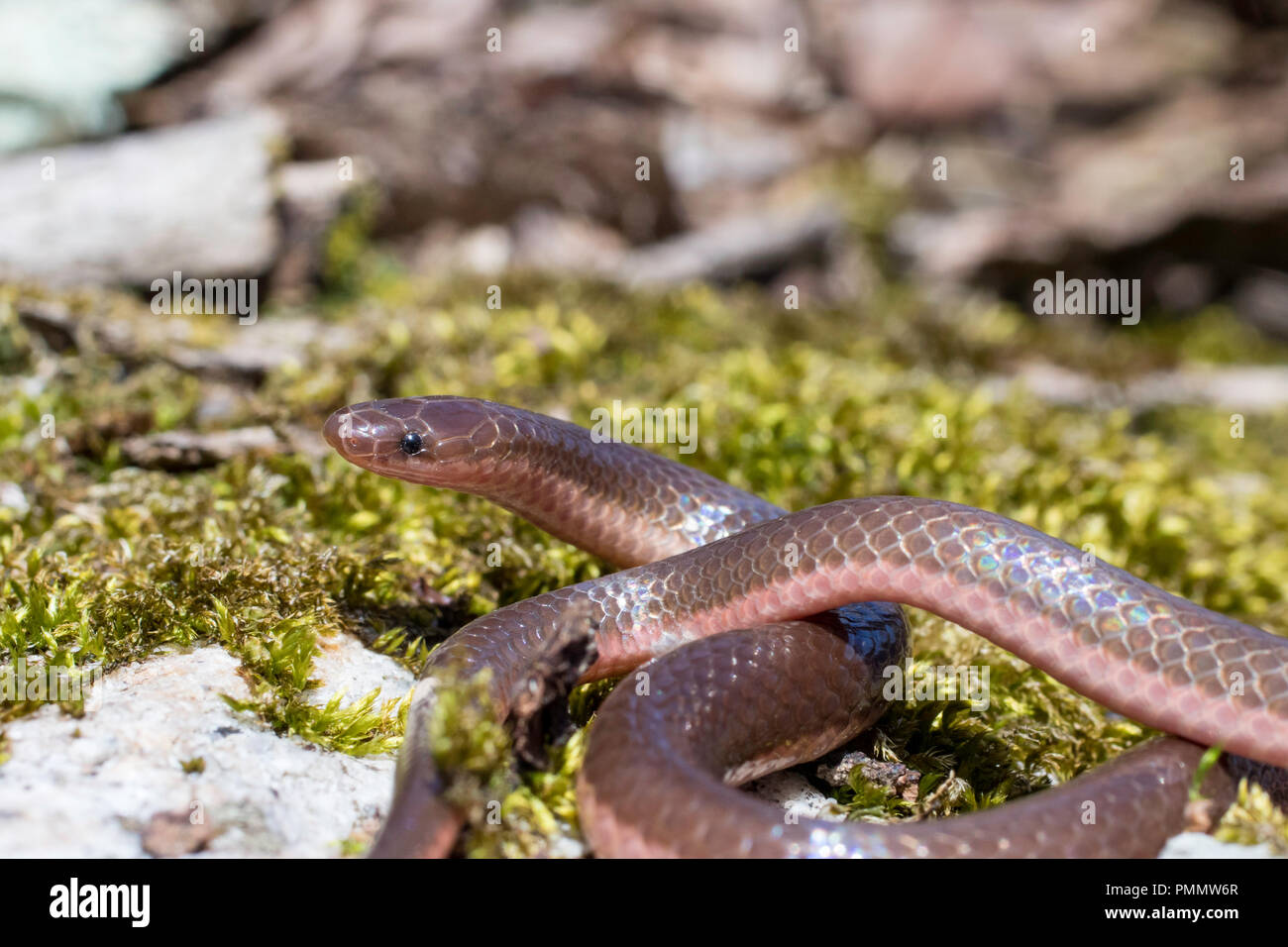 Eastern worm snake hi-res stock photography and images - Alamy