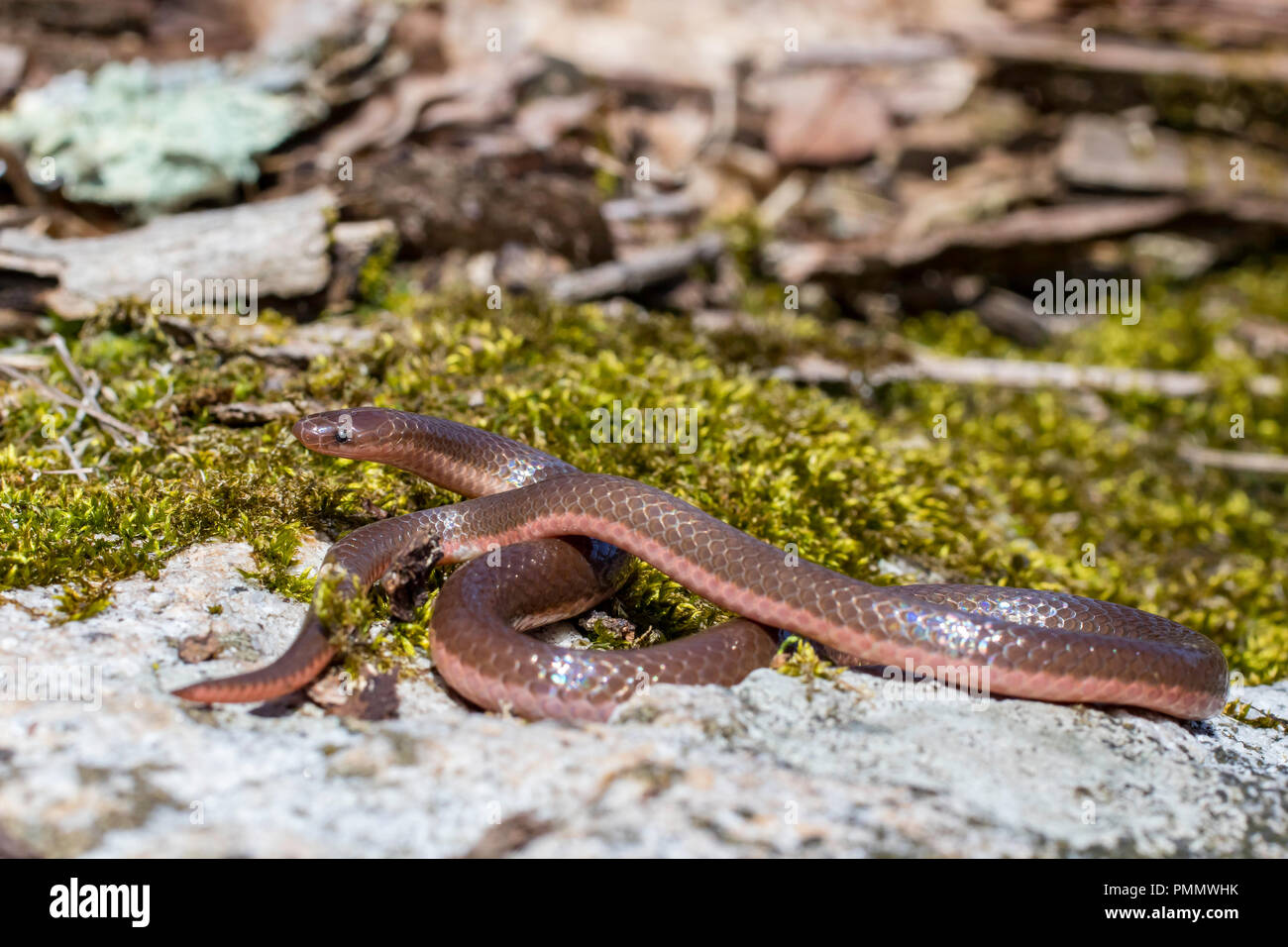 Eastern worm snake - Carphophis amoenus Stock Photo - Alamy