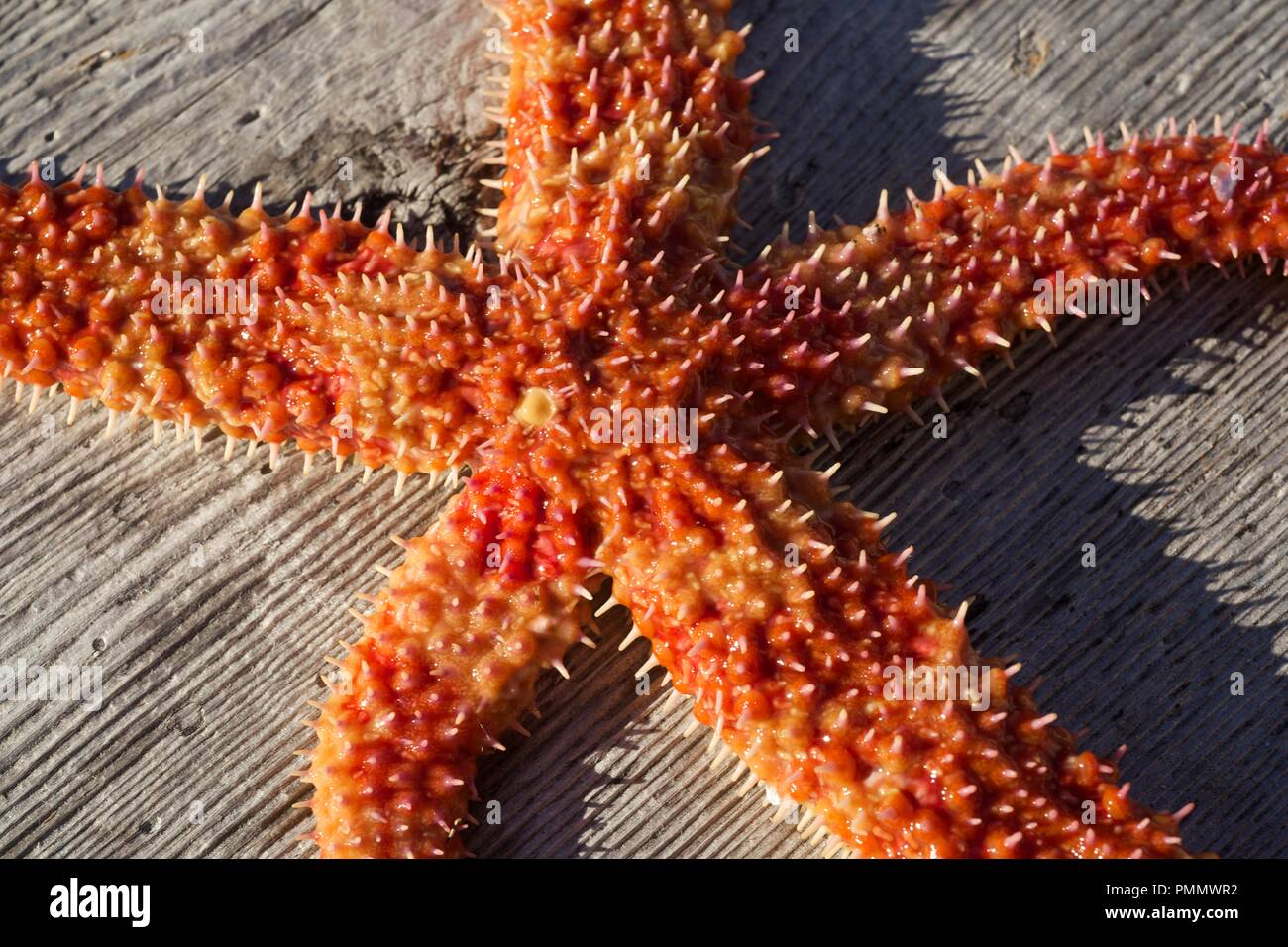 A bright orange and red star fish is laid out on the planks of a pier ...