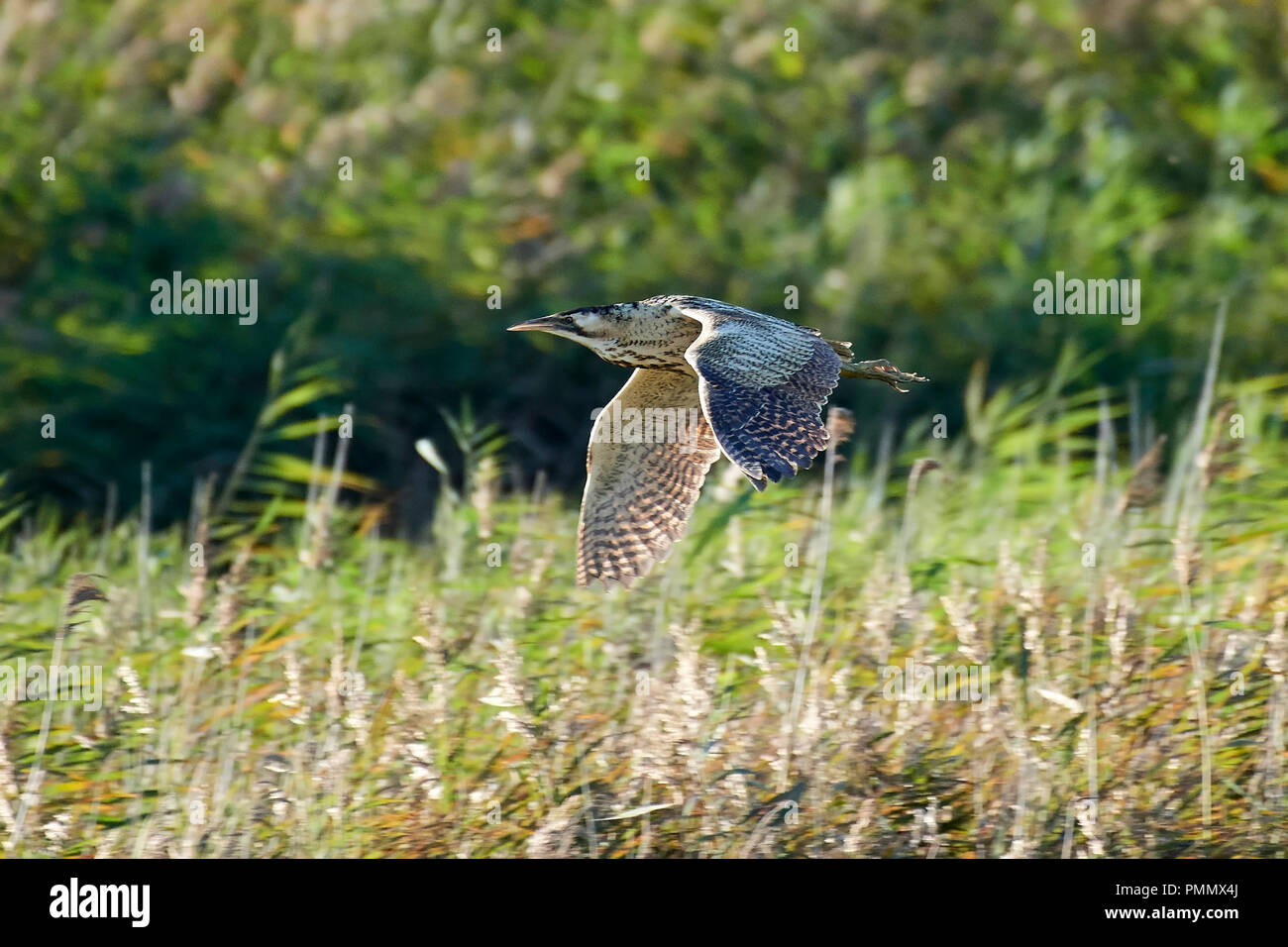 Eurasian bittern in its natural habitat in Denmark Stock Photo - Alamy
