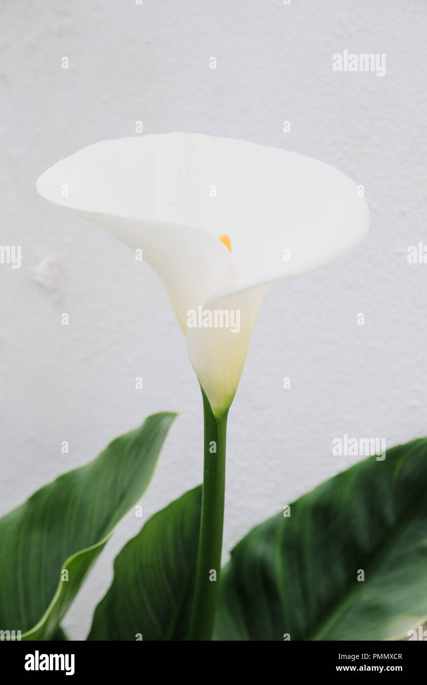 Giant white calla lily hi-res stock photography and images - Alamy