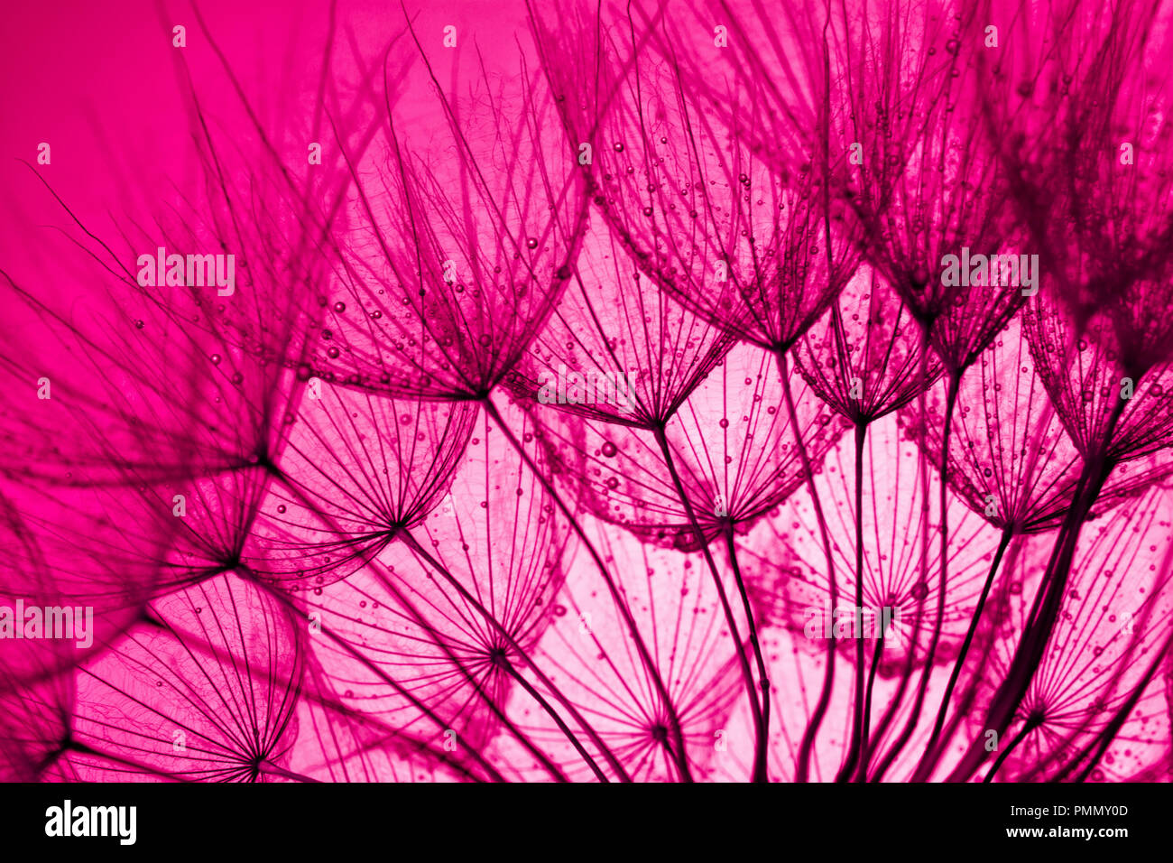 pink dandelion background Stock Photo - Alamy