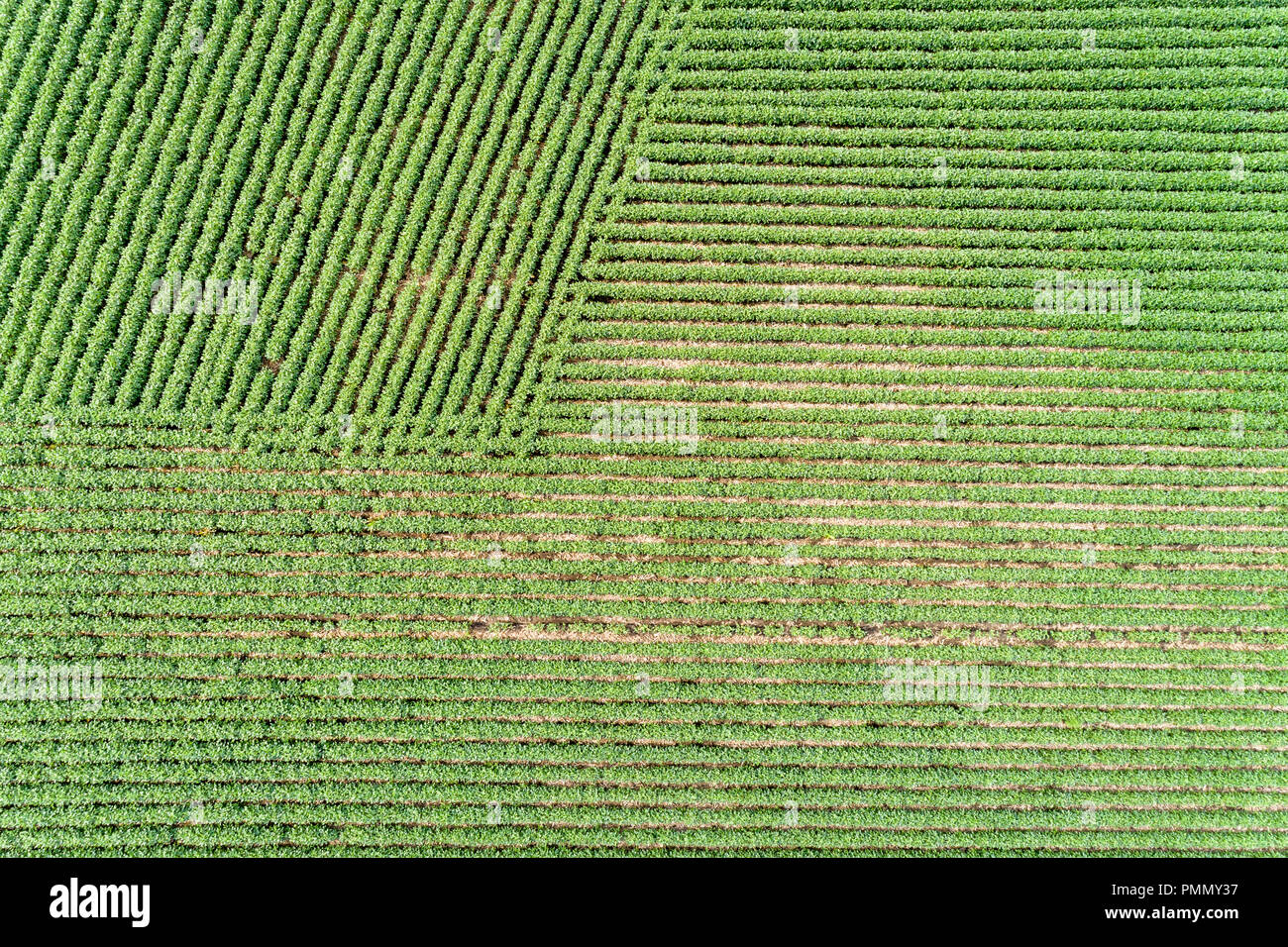 Soybean fields hi-res stock photography and images - Alamy