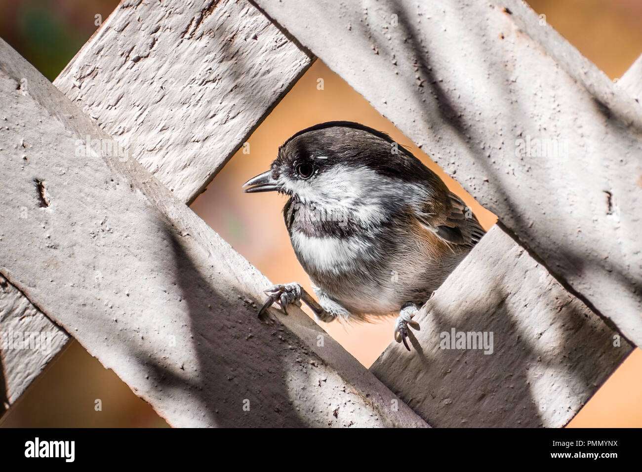 Macro chickadees hi-res stock photography and images - Alamy