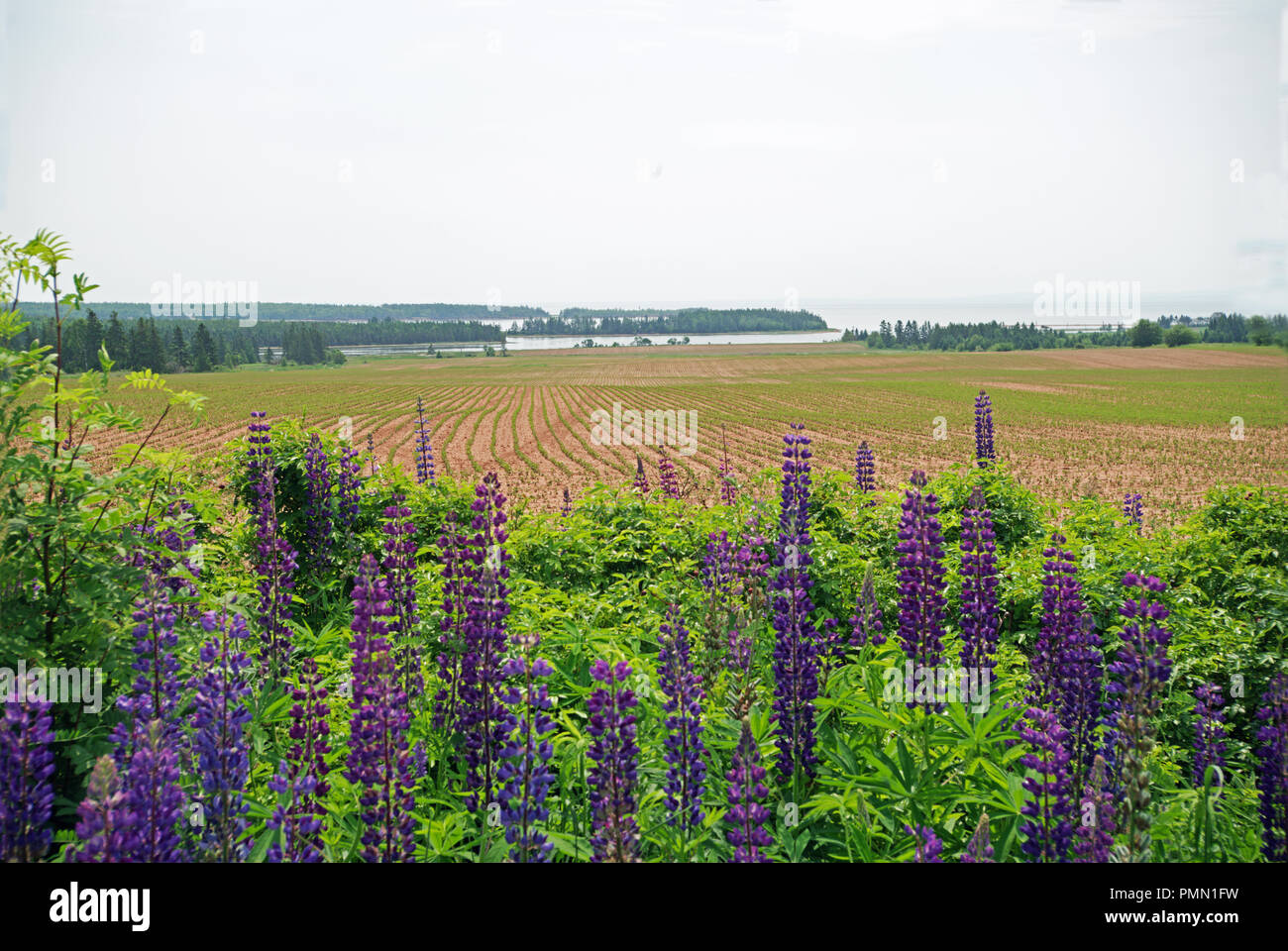 PEI Farm with crops just planted Stock Photo - Alamy