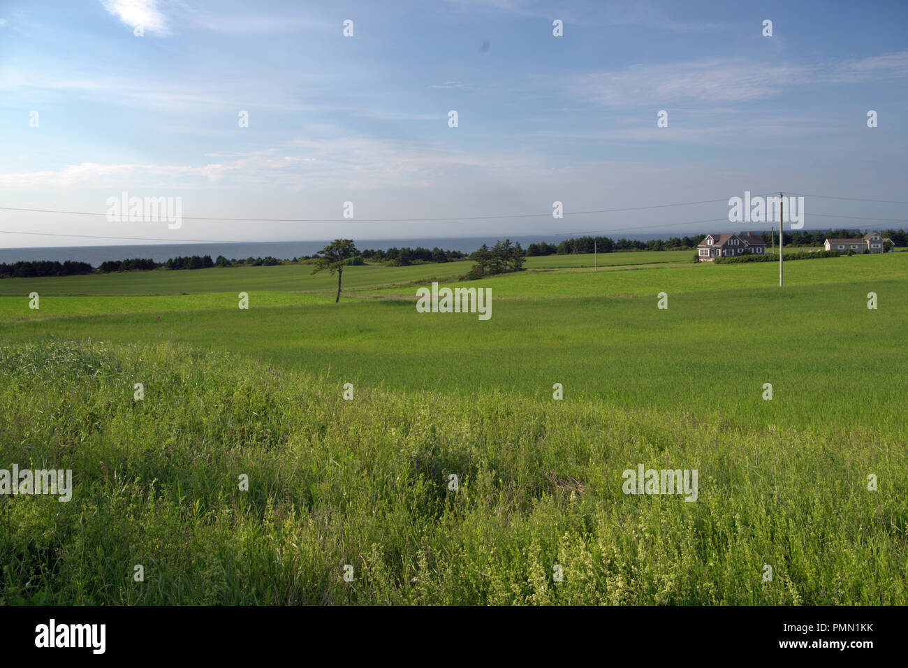 PEI Farm Land with house and barn in the background Stock Photo - Alamy