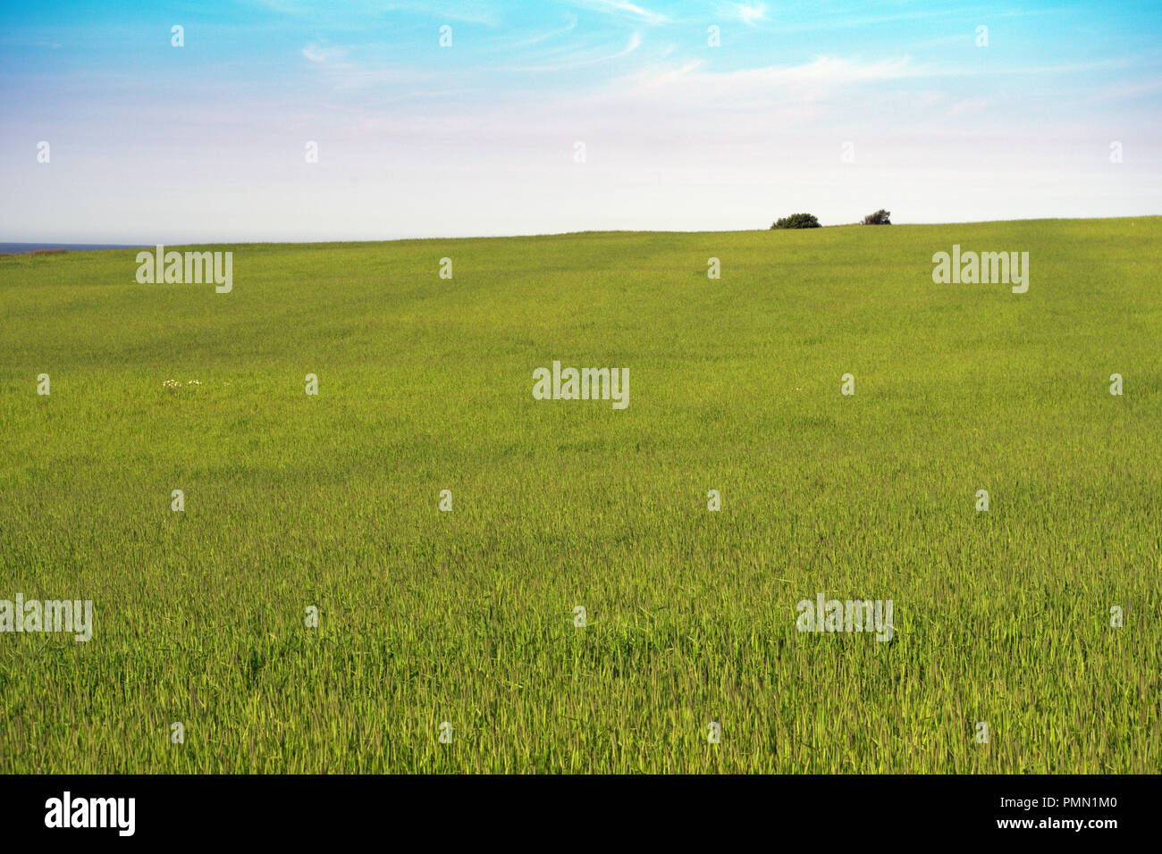 Trees on the ridge line of a farm on PEI in the spring time Stock Photo ...