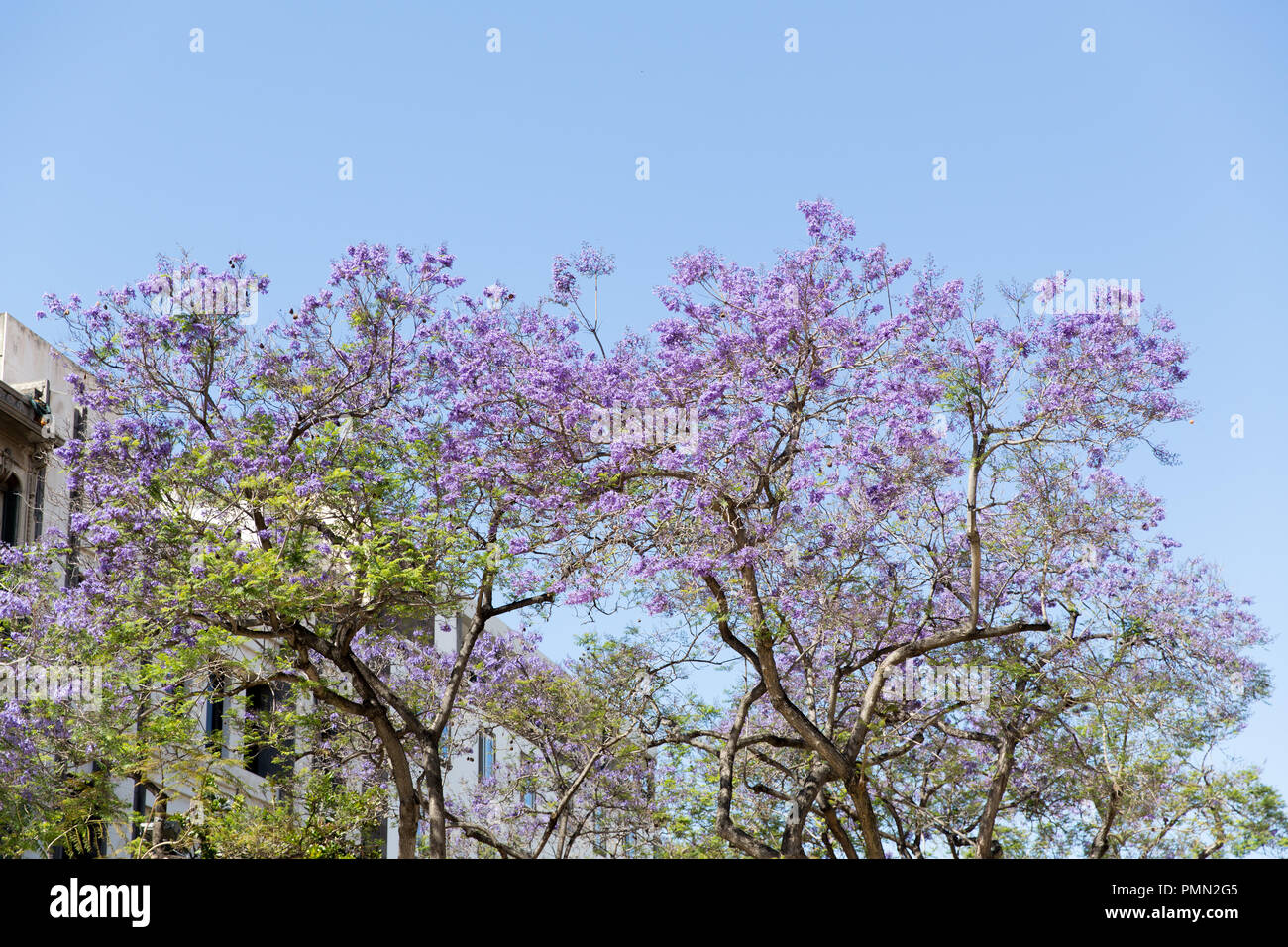 Pretty Jacaranda trees (tree tops) lining a street in the centre of ...