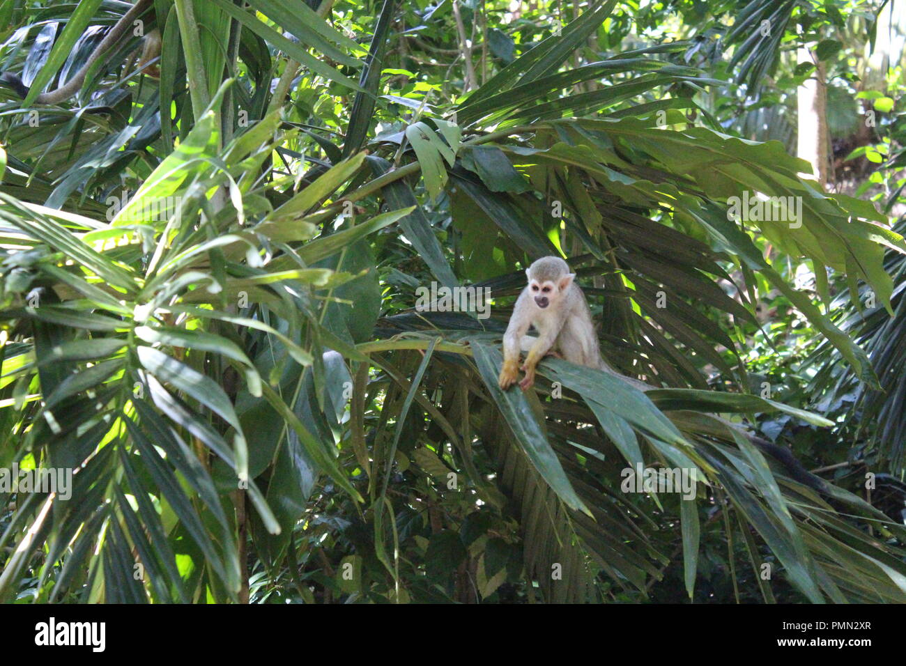 Monkey palm hi-res stock photography and images - Alamy