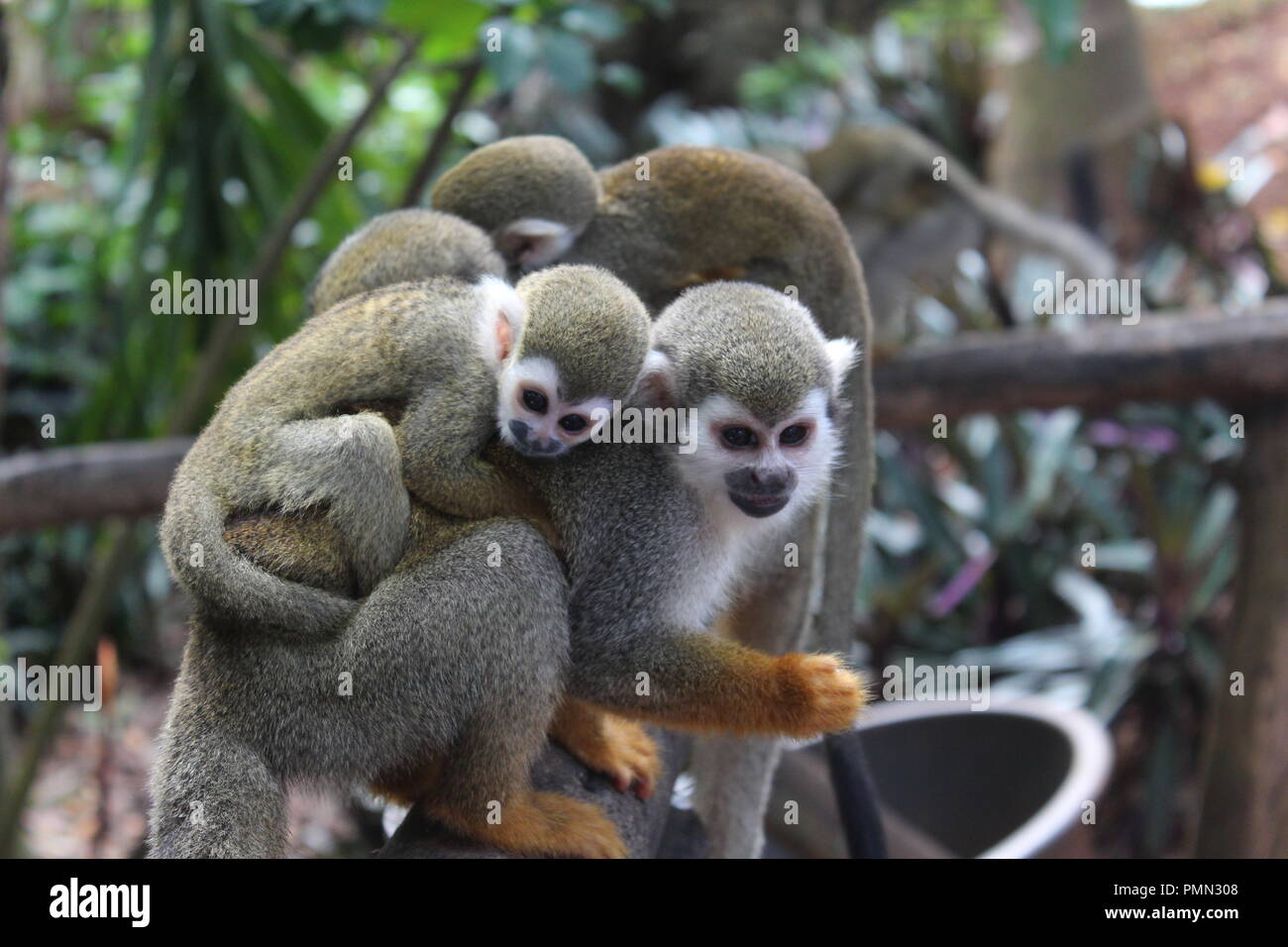 Monkeys And Mamas