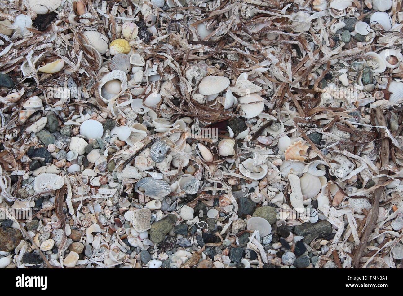 Seashells, pebbles and twigs in the sand on the beach Stock Photo - Alamy