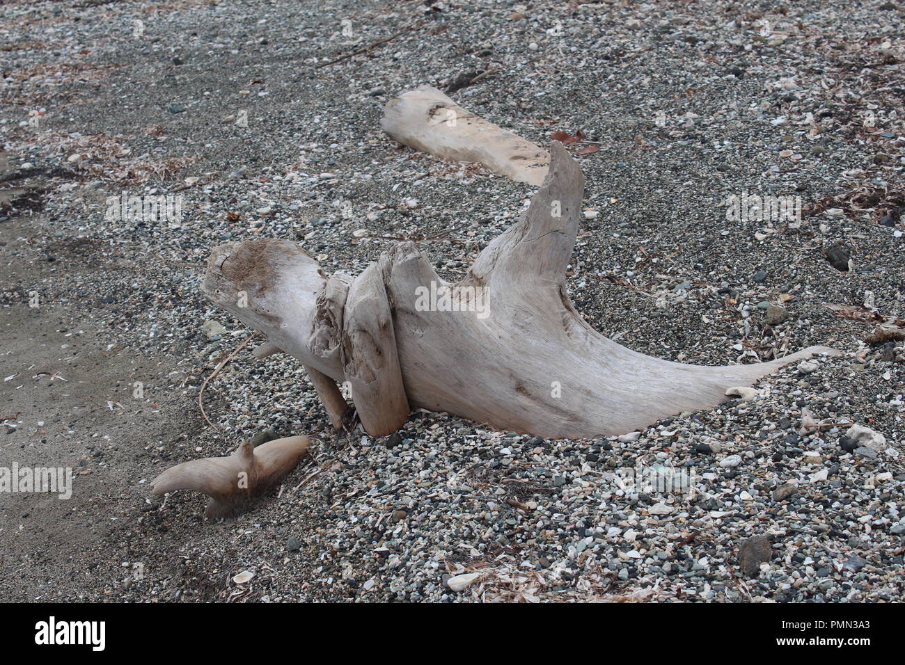 Beach pebbles rocks shells hi-res stock photography and images - Alamy