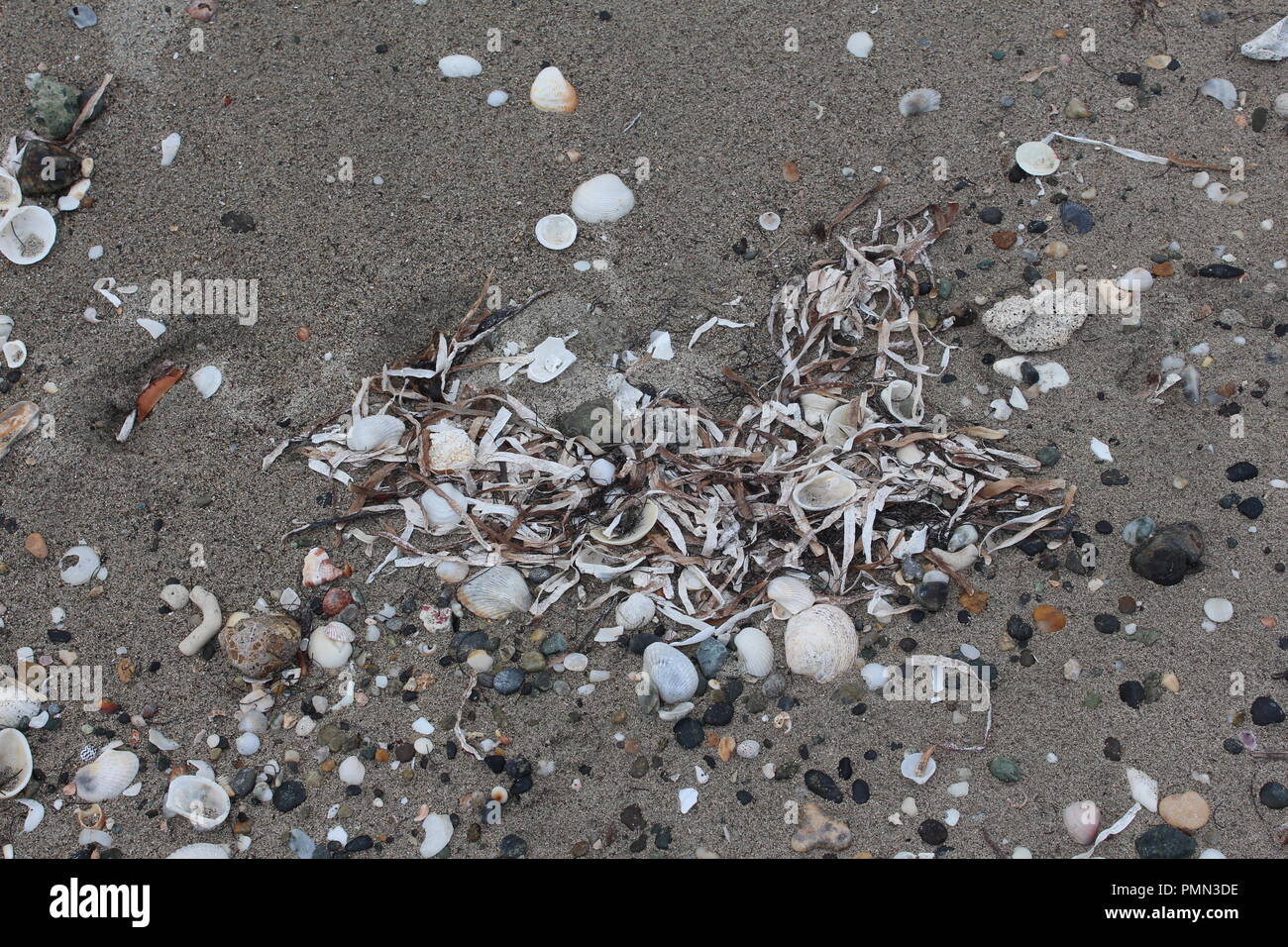 Seashells, pebbles and twigs in the sand on the beach Stock Photo - Alamy