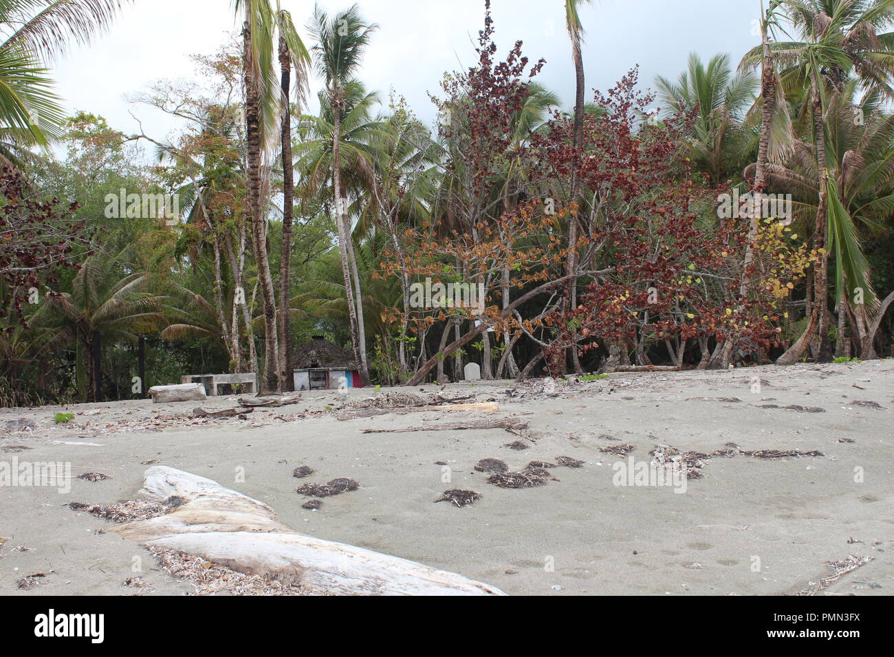 Tree line up a sandy beach Stock Photo - Alamy
