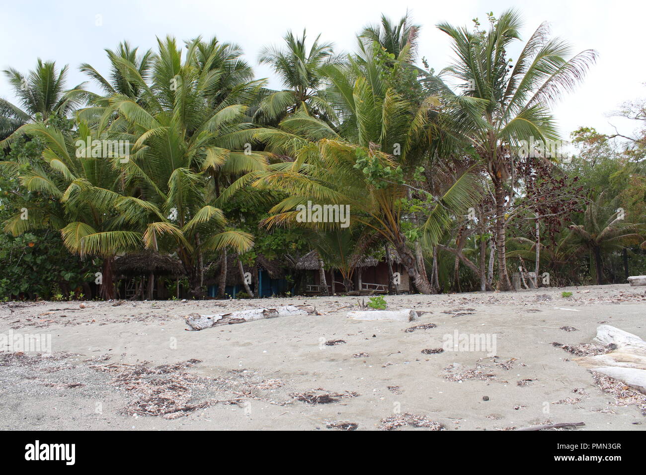 Tree line up a sandy beach Stock Photo - Alamy