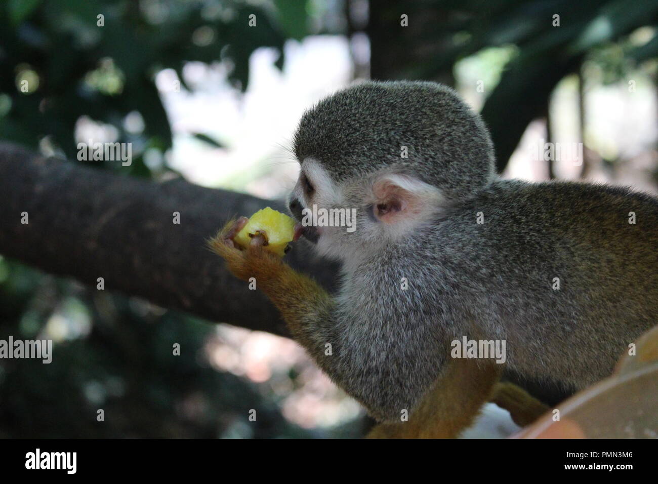 Monkey island caribbean hi-res stock photography and images - Alamy
