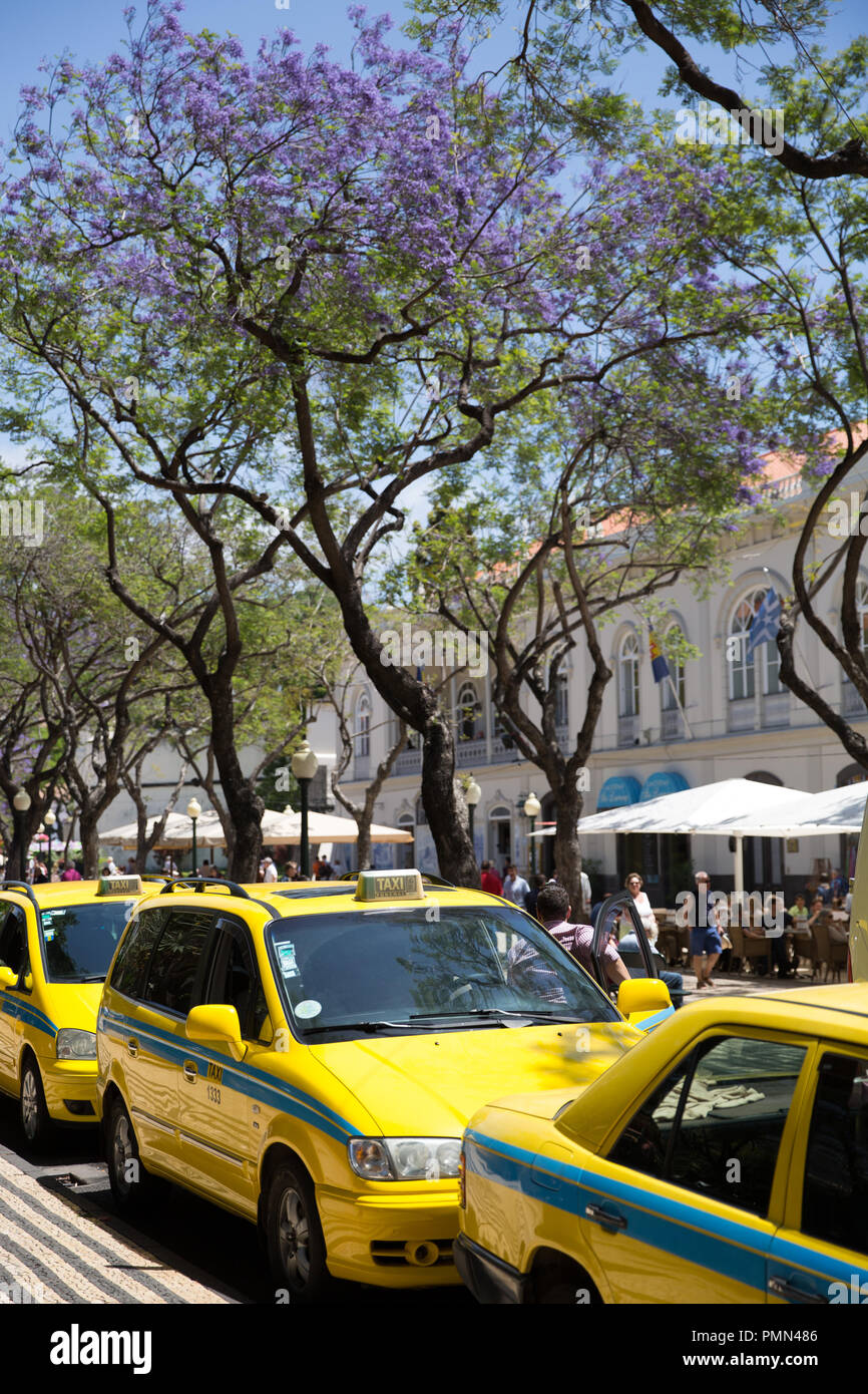 Yellow Jacaranda Stock Photos Yellow Jacaranda Stock Purple Tree Blue