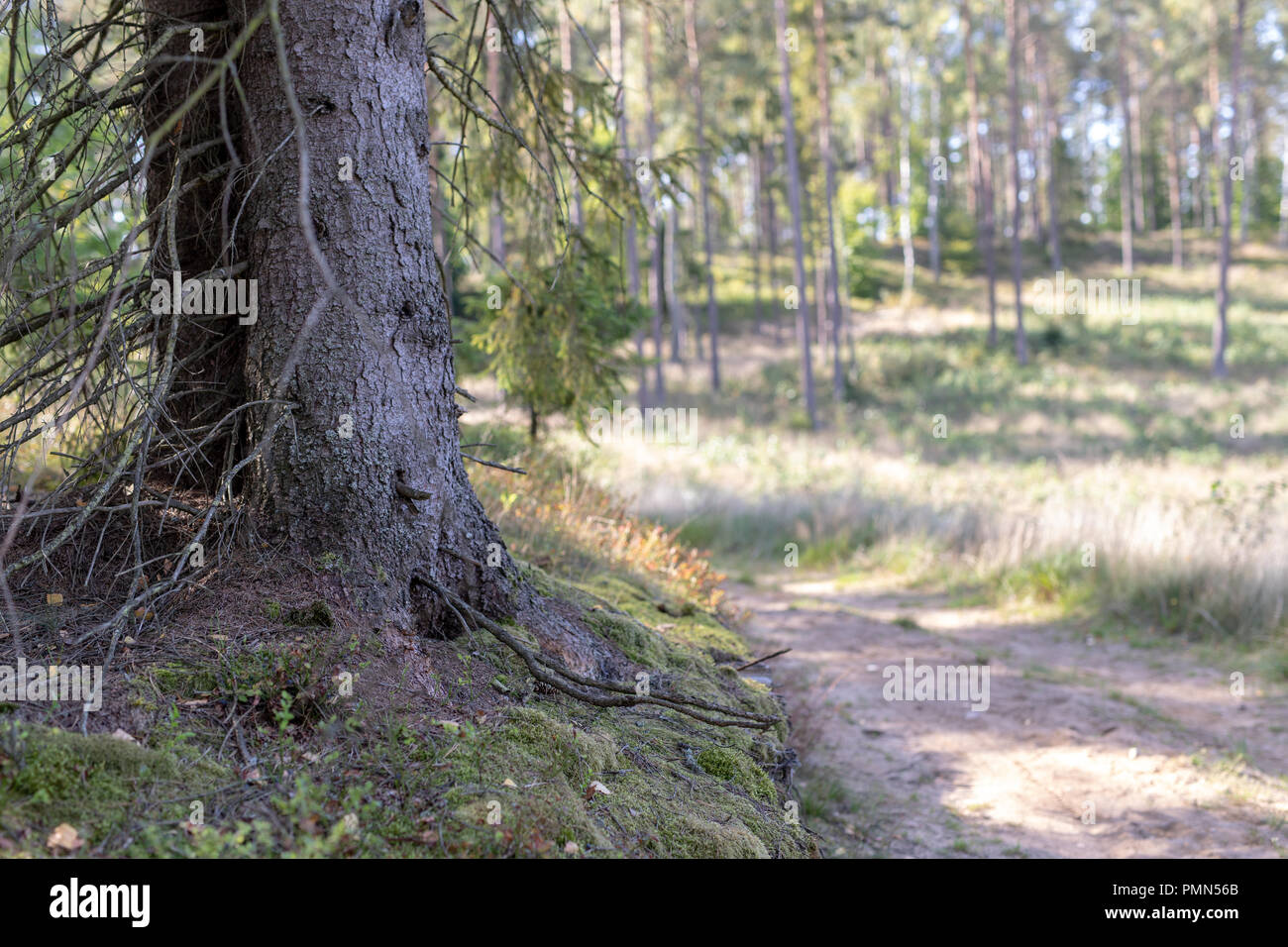 The trunk of a tree called spruce in coniferous forest. Three trees ...
