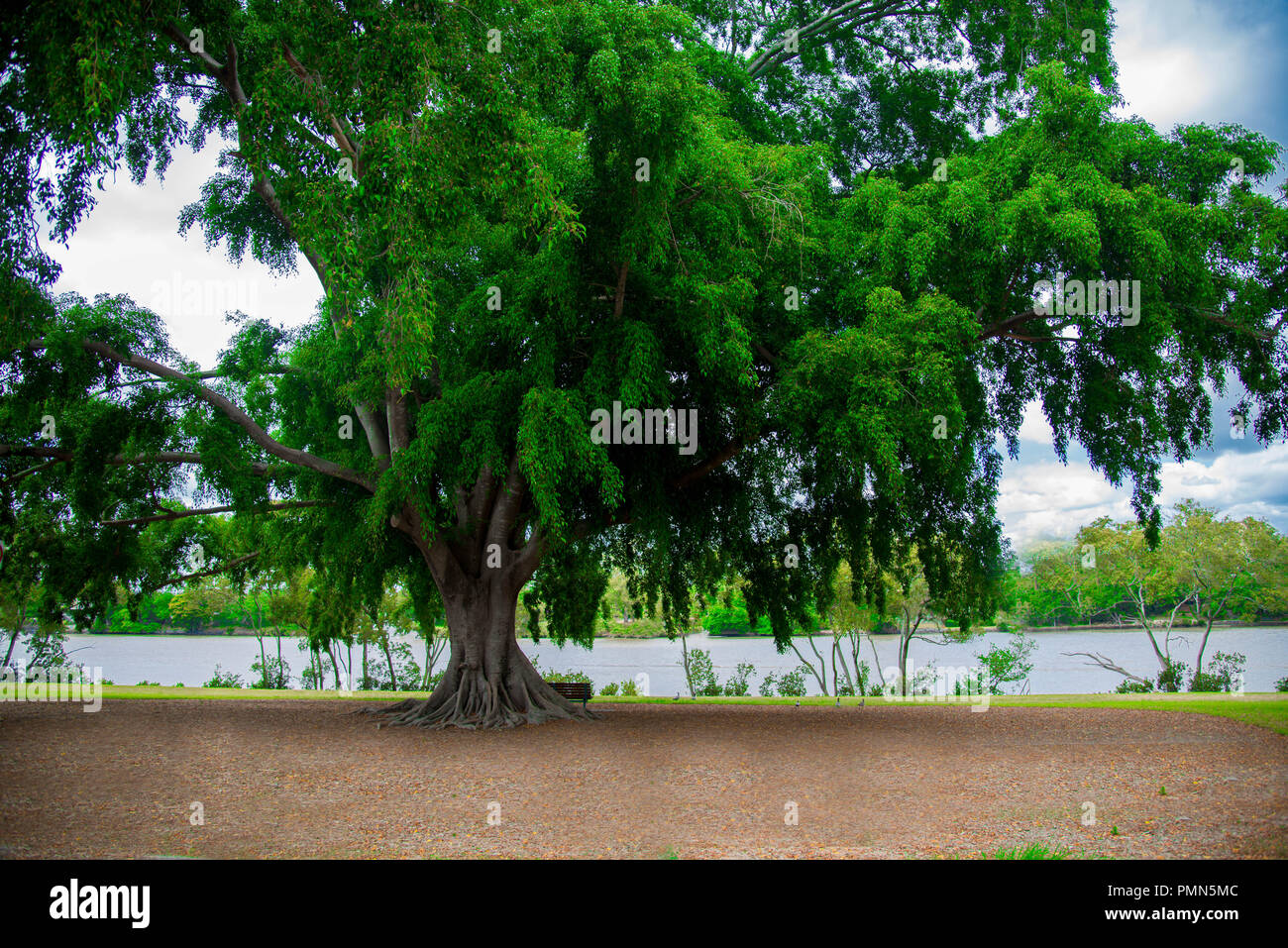 Tree nearby Brisbane city in Queensland, Australia. Australia is a ...