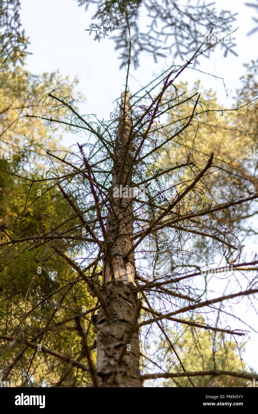 Old and dry tree in the forest. Dried up tree with a spruce aisle ...